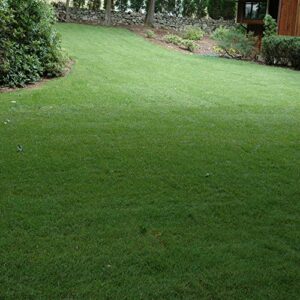 outsidepride spf-30 heat & drought tolerant hybrid bluegrass lawn grass seed - 10 lbs