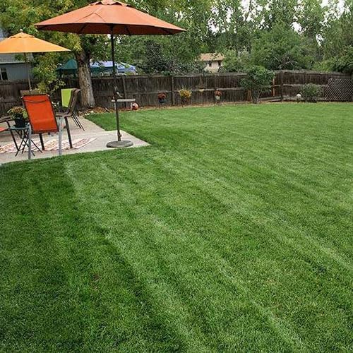 Outsidepride SPF-30 Heat & Drought Tolerant Hybrid Bluegrass Lawn Grass Seed - 10 LBS