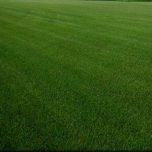 Outsidepride SPF-30 Heat & Drought Tolerant Hybrid Bluegrass Lawn Grass Seed - 10 LBS