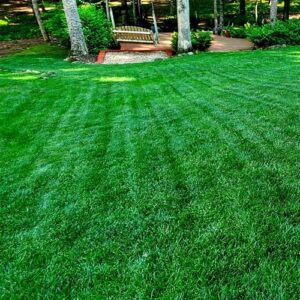 Outsidepride SPF-30 Heat & Drought Tolerant Hybrid Bluegrass Lawn Grass Seed - 10 LBS