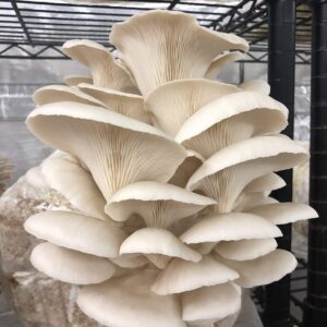 MushroomMediaOnline Fast Fruiting aka Masters Mix (50% Oak/50% Soy Hull Pellets) 40 Pounds