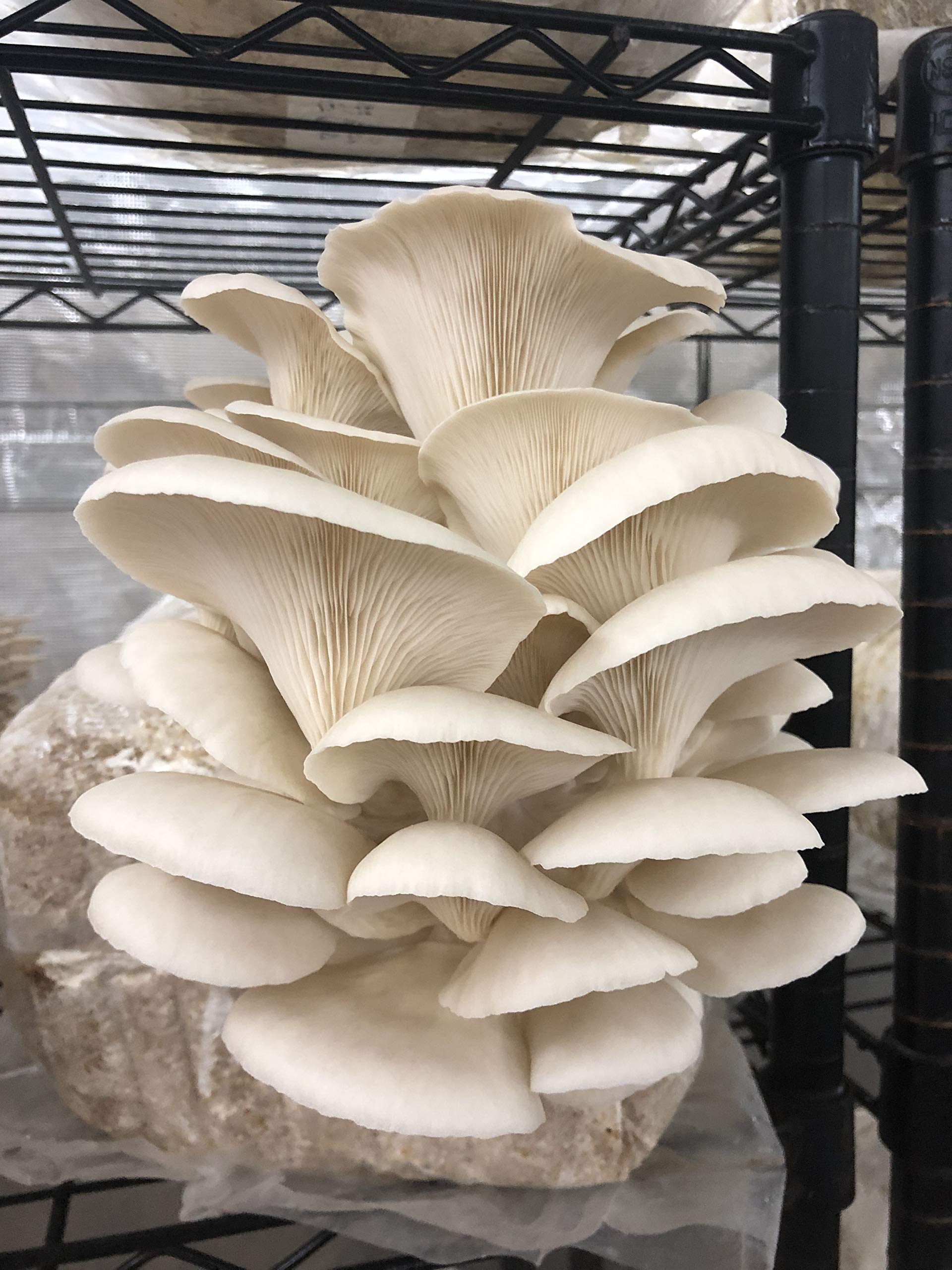 MushroomMediaOnline Fast Fruiting aka Masters Mix (50% Oak/50% Soy Hull Pellets) 40 Pounds