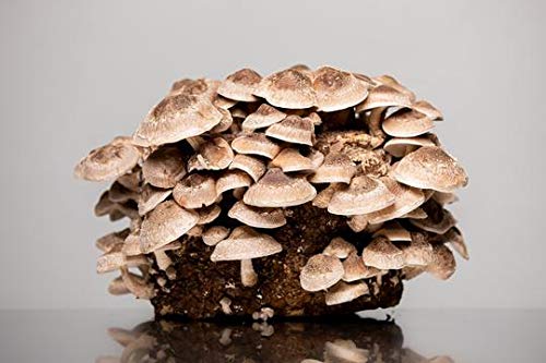 MushroomMediaOnline Fast Fruiting aka Masters Mix (50% Oak/50% Soy Hull Pellets) 40 Pounds