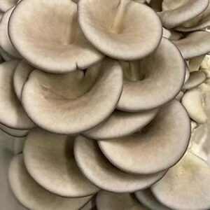 MushroomMediaOnline Fast Fruiting aka Masters Mix (50% Oak/50% Soy Hull Pellets) 40 Pounds