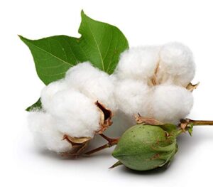 kviter white cotton 25 seeds - gossypium hirsutum cotton plant, easy grow perennial shrub upland cotton, winter hardy showy flowers plants, mexican cotton seeds for growing