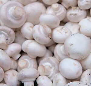 100 Grams of White Button Mushroom Spawn Mycelium to Grow Gourmet Mushrooms at Home or commercially - G1 or G2 Spawn