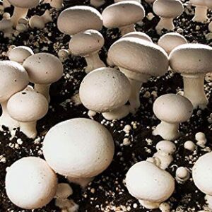 100 Grams of White Button Mushroom Spawn Mycelium to Grow Gourmet Mushrooms at Home or commercially - G1 or G2 Spawn