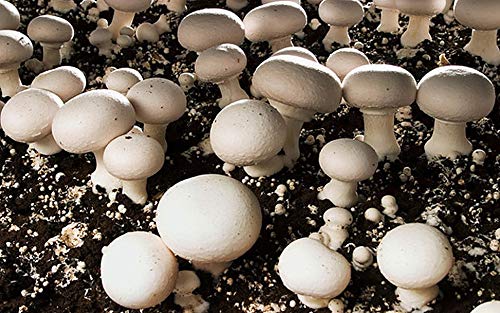 100 Grams of White Button Mushroom Spawn Mycelium to Grow Gourmet Mushrooms at Home or commercially - G1 or G2 Spawn