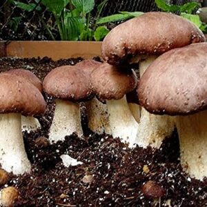 100 Grams of Wine Cap Mushroom Spawn Mycelium to Grow Gourmet Mushrooms at Home or commercially - G1 or G2 Spawn