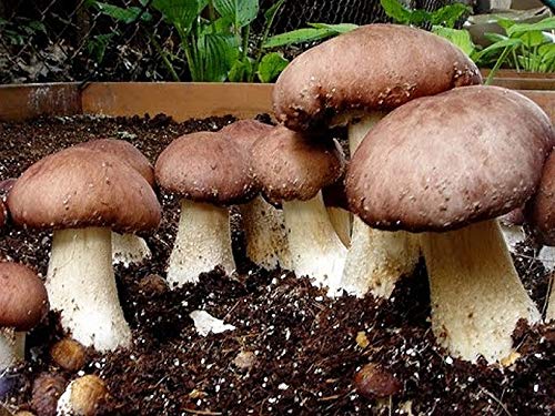 100 Grams of Wine Cap Mushroom Spawn Mycelium to Grow Gourmet Mushrooms at Home or commercially - G1 or G2 Spawn