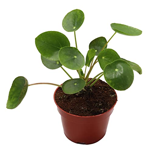 California Tropicals Rare Chinese Money Plant (Pilea Peperomioides) - Live House Plant, 4 Inch Pot for Easy Care, Perfect for Office, Home & Feng Shui Decor, Real Plants for Gardening