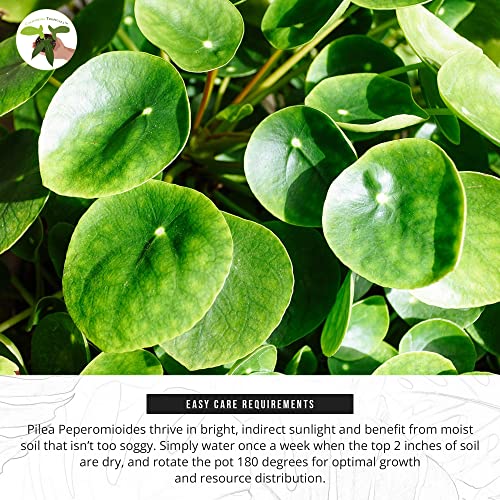 California Tropicals Rare Chinese Money Plant (Pilea Peperomioides) - Live House Plant, 4 Inch Pot for Easy Care, Perfect for Office, Home & Feng Shui Decor, Real Plants for Gardening