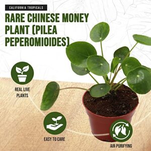 California Tropicals Rare Chinese Money Plant (Pilea Peperomioides) - Live House Plant, 4 Inch Pot for Easy Care, Perfect for Office, Home & Feng Shui Decor, Real Plants for Gardening