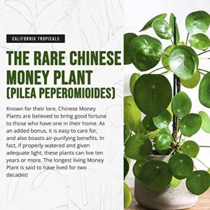 California Tropicals Rare Chinese Money Plant (Pilea Peperomioides) - Live House Plant, 4 Inch Pot for Easy Care, Perfect for Office, Home & Feng Shui Decor, Real Plants for Gardening