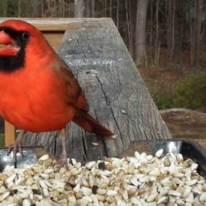 Backyard Seeds Safflower Bird Seed for Cardinals (50 Pounds)