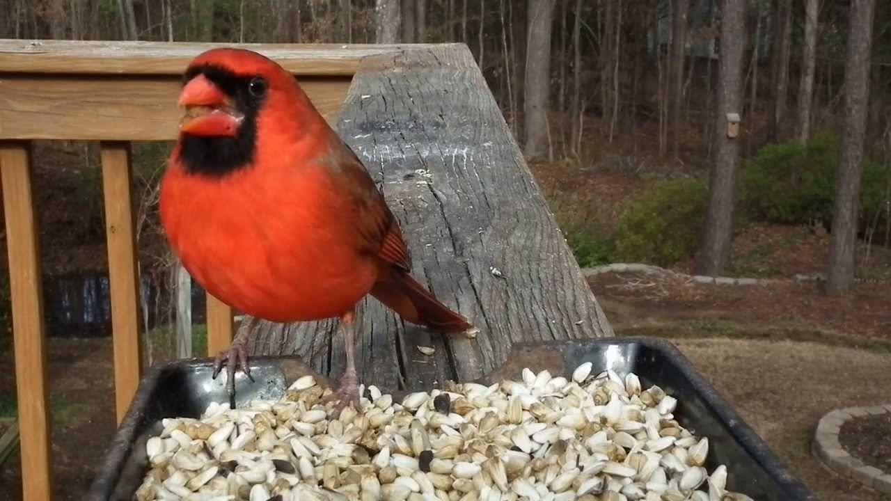 Backyard Seeds Safflower Bird Seed for Cardinals (50 Pounds)