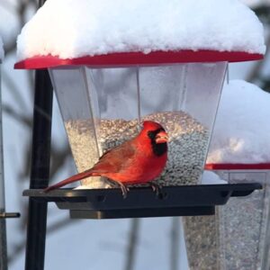 Backyard Seeds Safflower Bird Seed for Cardinals (50 Pounds)