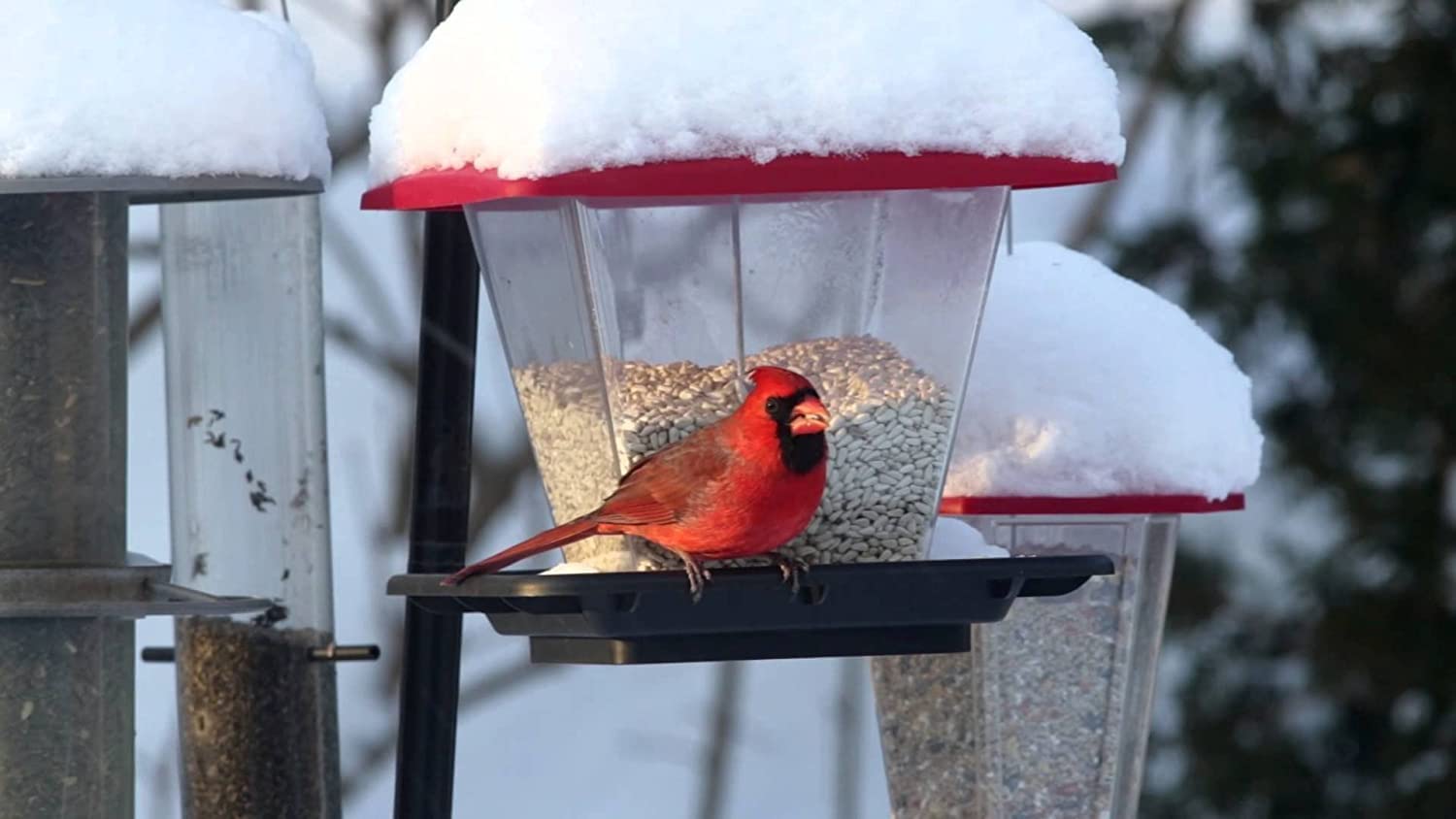 Backyard Seeds Safflower Bird Seed for Cardinals (50 Pounds)