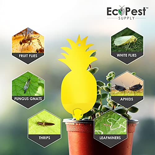 Sticky Fruit Fly and Gnat Traps – 12 Pack | Yellow Fly Paper Trap for House Plants and Gnat Sticky Traps for Fruit Flies, Fungus Gnats, and Other Flying Insects | Indoor and Outdoor Fly Tape