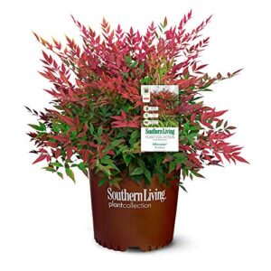 2 gal. obsession nandina shrub