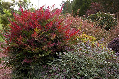 2 Gal. Obsession Nandina Shrub