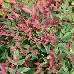 2 Gal. Obsession Nandina Shrub