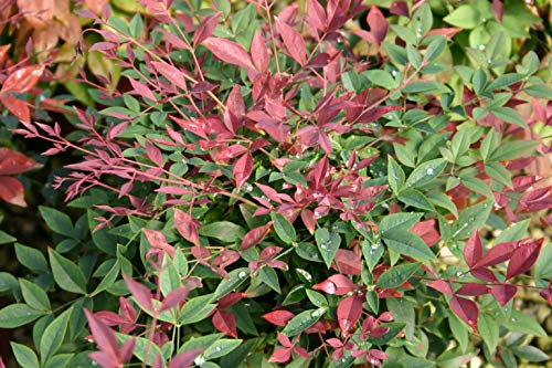 2 Gal. Obsession Nandina Shrub