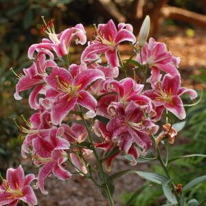 Stargazer Oriental Lilies (12 Pack of Bulbs) - Freshly Dug Flower Bulbs