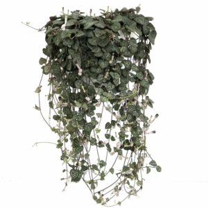 String of Hearts - Hearts Entangled -Ceropegia woodii-2.5" Pot-Collector' Series