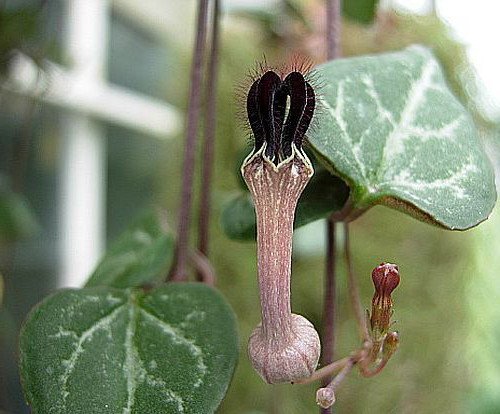 String of Hearts - Hearts Entangled -Ceropegia woodii-2.5" Pot-Collector' Series