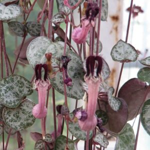 String of Hearts - Hearts Entangled -Ceropegia woodii-2.5" Pot-Collector' Series