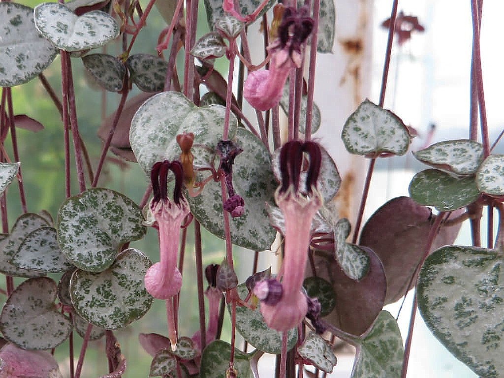 String of Hearts - Hearts Entangled -Ceropegia woodii-2.5" Pot-Collector' Series