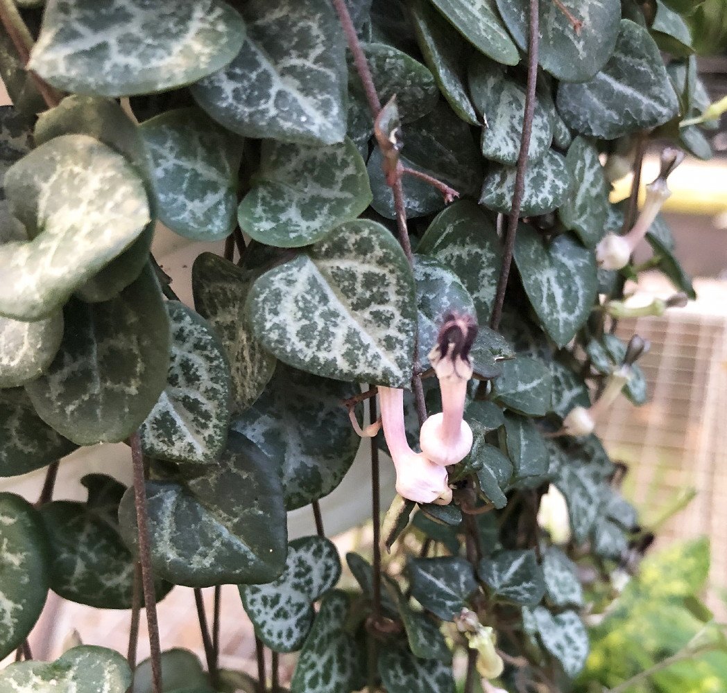 String of Hearts - Hearts Entangled -Ceropegia woodii-2.5" Pot-Collector' Series