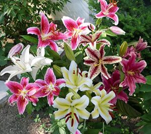 mixed oriental lilies (8 pack of bulbs) - freshly dug lily flower bulbs