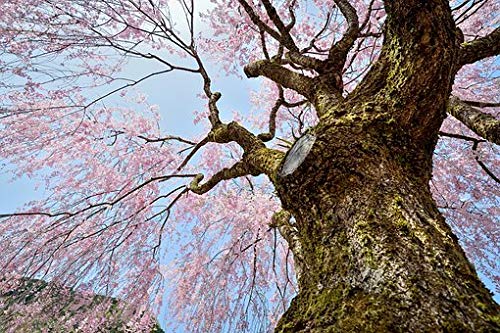 Weeping Cherry Blossom (shidare Sakura) cuttings 10 pcs (Deep Pink)