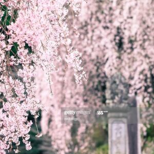 Weeping Cherry Blossom (shidare Sakura) cuttings 10 pcs (Deep Pink)