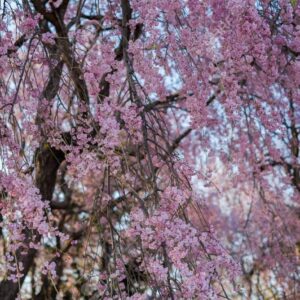 Weeping Cherry Blossom (shidare Sakura) cuttings 10 pcs (Deep Pink)