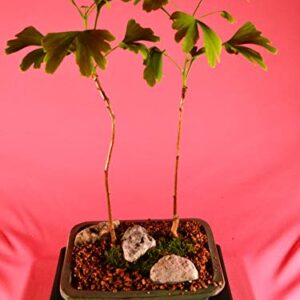 Deciduous Bonsai, Ginkgo, Mini Forest Style, Turn Golden Yellow Leaves in Fall, 5 Years Old