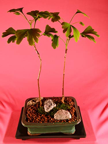 Deciduous Bonsai, Ginkgo, Mini Forest Style, Turn Golden Yellow Leaves in Fall, 5 Years Old