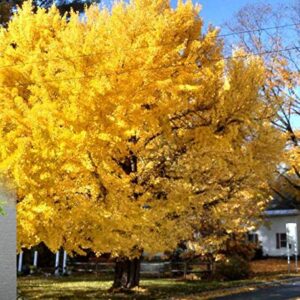 Deciduous Bonsai, Ginkgo, Mini Forest Style, Turn Golden Yellow Leaves in Fall, 5 Years Old