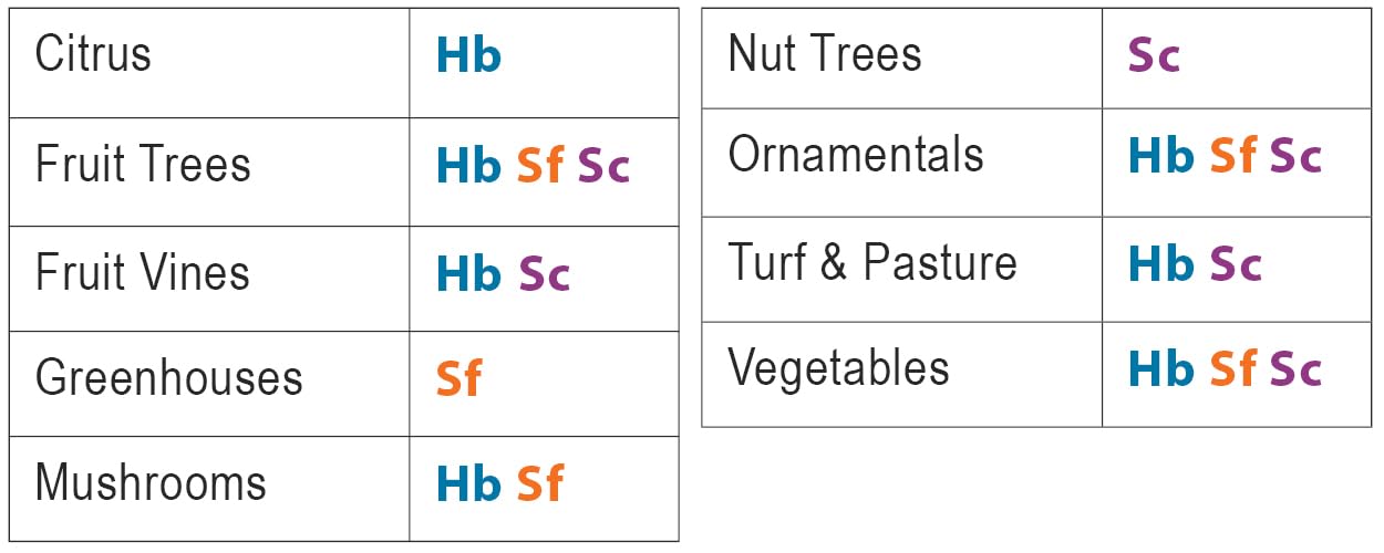 Beneficial Nematodes Heterohabditis bacteriophora HB -10 Million