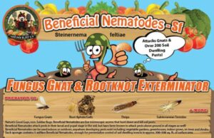 beneficial nematodes steinernema feltiae sf - biological fungas gnat control (250 million)