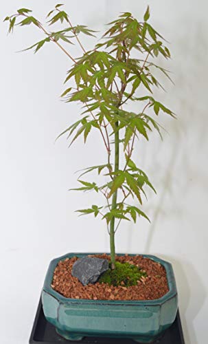 Celestial Bonsai Japanese Maple, deciduous Tree Turn red Leaves in Fall, no Leaves in The Winter, 7 Years Old