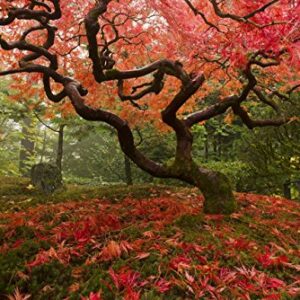 Celestial Bonsai Japanese Maple, deciduous Tree Turn red Leaves in Fall, no Leaves in The Winter, 7 Years Old