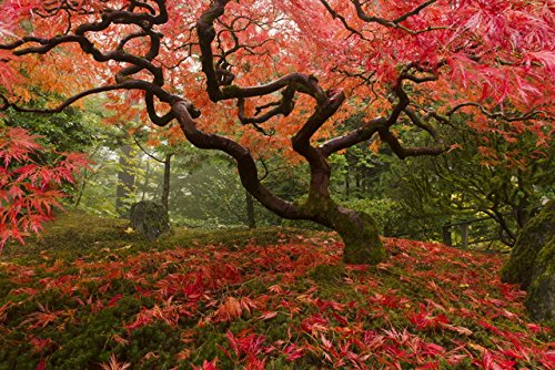 Celestial Bonsai Japanese Maple, deciduous Tree Turn red Leaves in Fall, no Leaves in The Winter, 7 Years Old