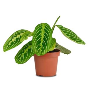 california tropicals lemon lime prayer plant - maranta - rare variety live house plant - tropical decor - unique real plants interior garden outdoors supplies - small pot - 4 inch potting decor