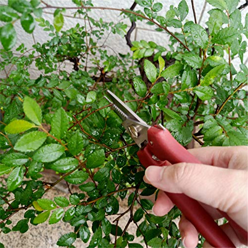 Avarosa Shears Gardening Tools, Plant Shears, Garden Shears Pruning, Pruning Shears, Garden Scissors, Pruning Shears for Gardening, Pruning Scissors for Gardening Trimming Plants, Garden Tools.