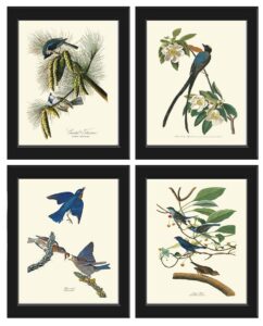 bird print wall art set of 4 prints beautiful james audubon titmouth fork-tailed flycatcher blue bird bluebirds indigo bird on pine tree blooming magnolia flower home room decor unframed