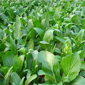 1000pcs choy sum yu choy chinese flowering cabbage seeds