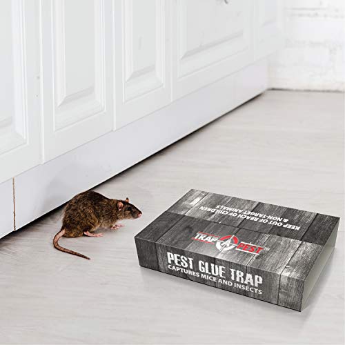 Sticky Mouse Traps Indoor for Home Ant Traps Indoor - Sticky Trap Indoor Home Bug Catcher Mice Traps for House Indoor Glue Traps Roach Trap Spider Traps for Inside Your Home (12 Traps)